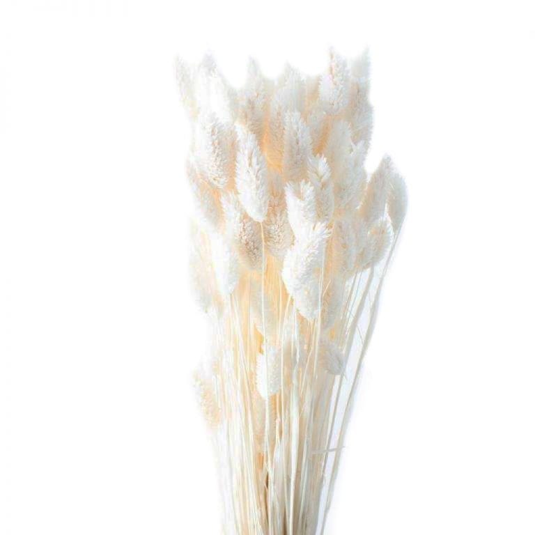 Preserved Florals For Sale - Montreal's Aura Design Flower Shop